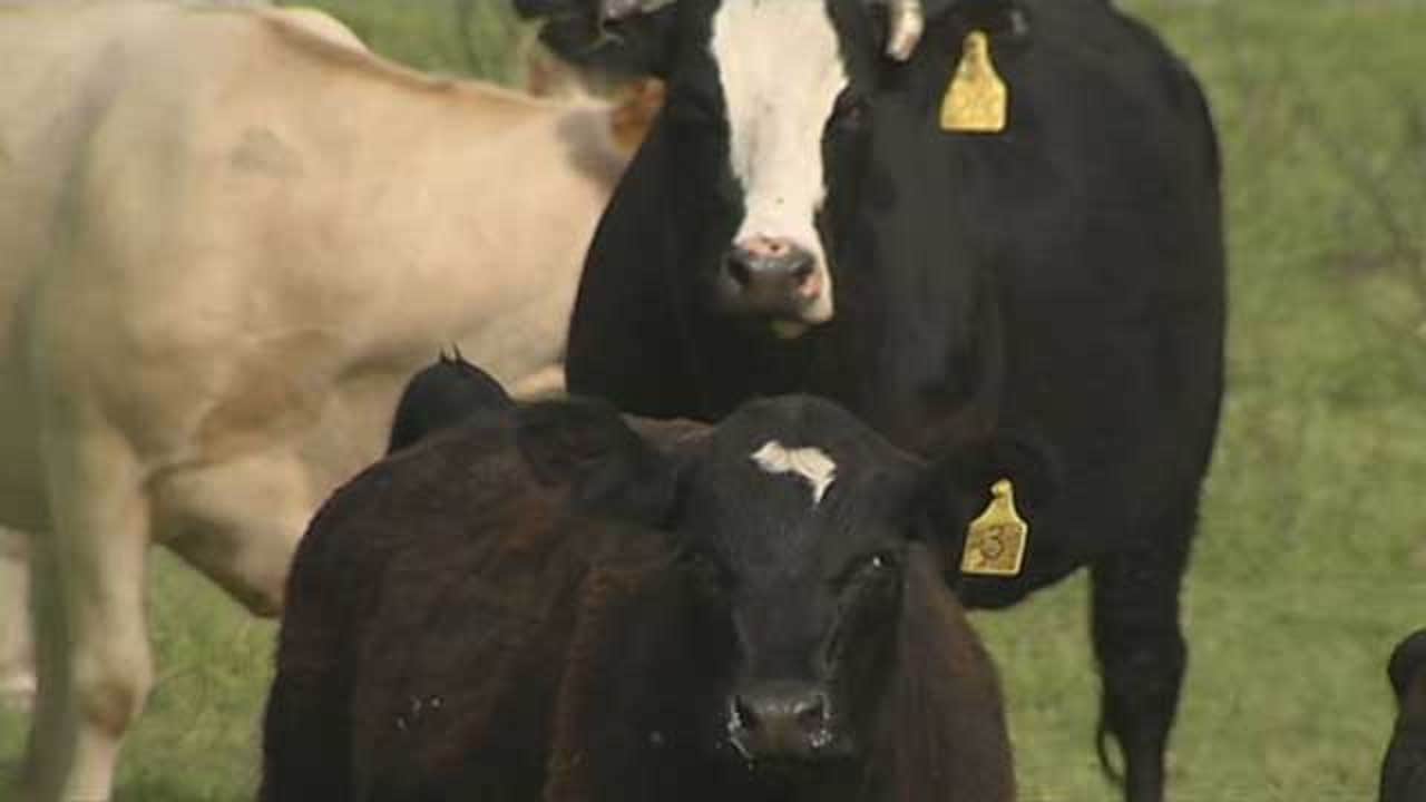 Thief shoots three cows, steals calf from rancher | KTVU FOX 2