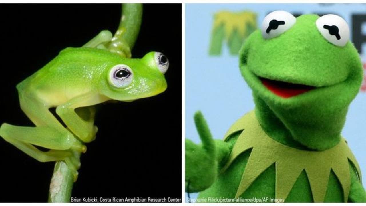 Newly Discovered Costa Rican Glass Frog Species Is A Kermit Look Alike
