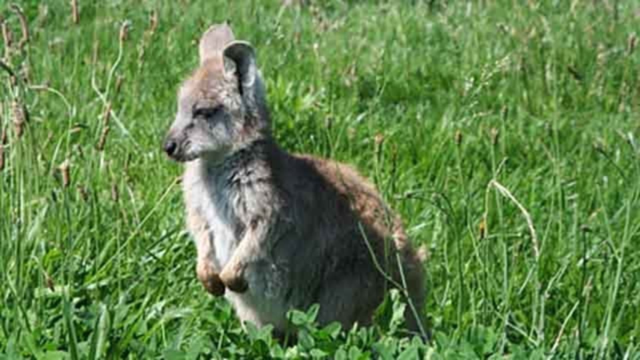Baby wallaroo now out of his mother's pouch at the Oakland Zoo