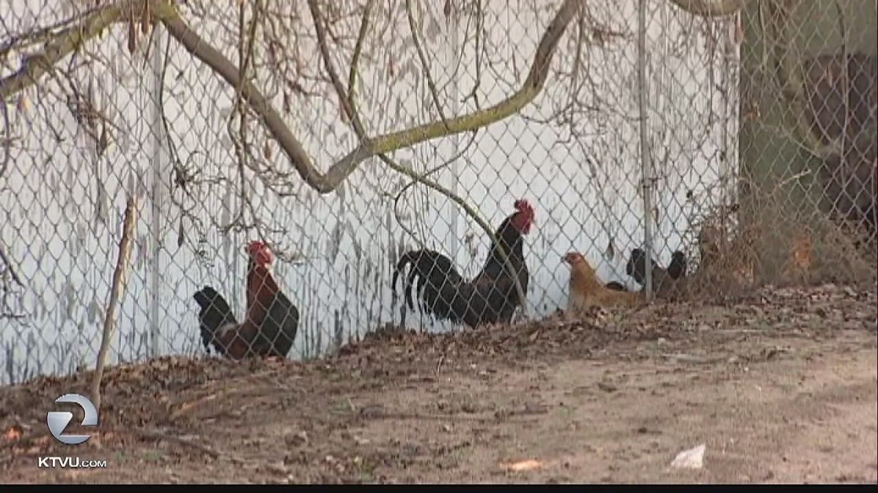 Dozens of rogue chickens take over Antioch neighborhood | KTVU FOX 2
