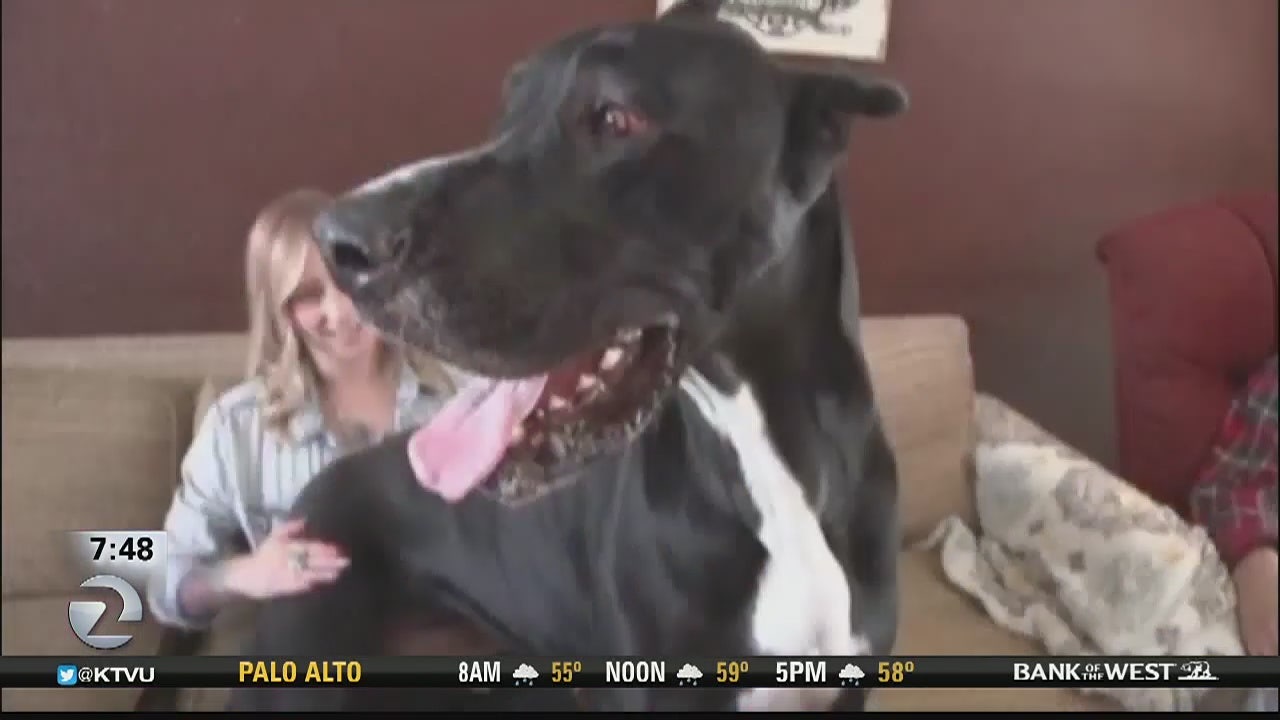 Nevada couple may have the world's largest dog