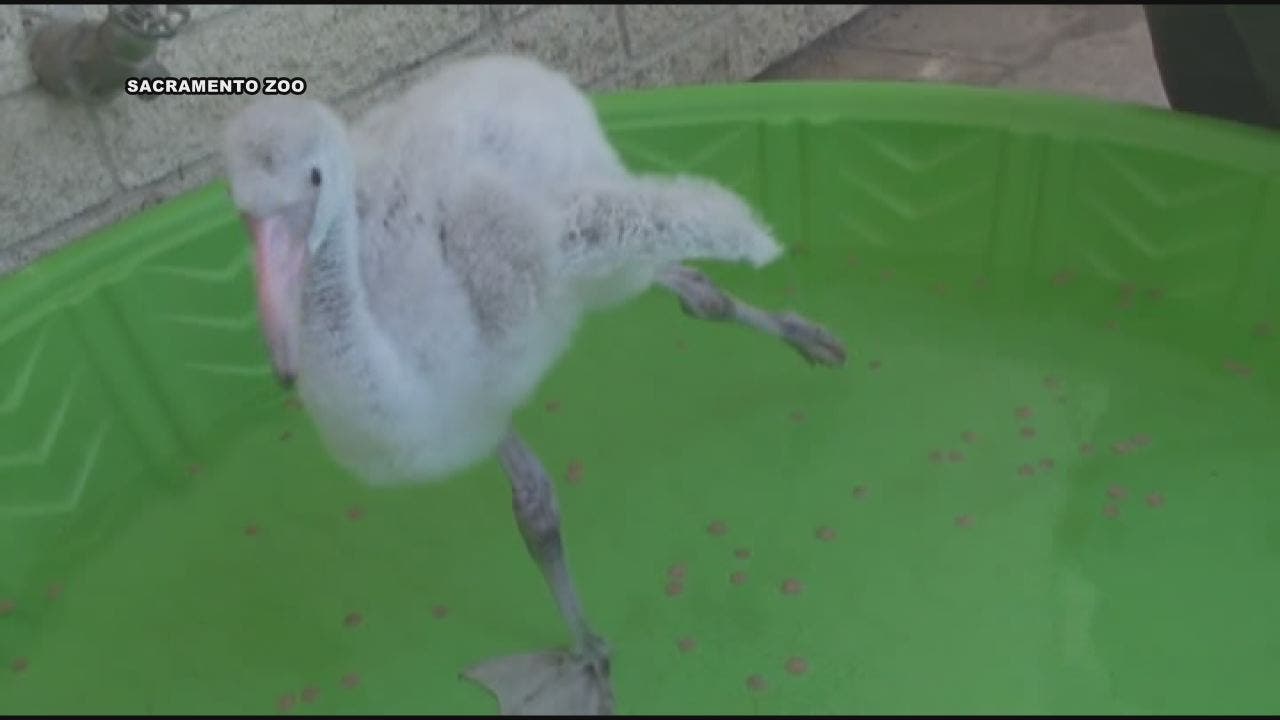 VIDEO: Sacramento Zoo welcomes newborn flamingos | KTVU FOX 2