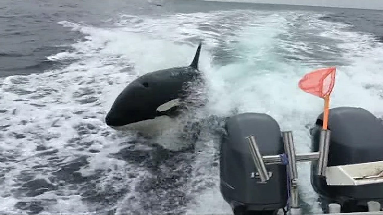 Video shows killer whales swimming alongside boat | KTVU FOX 2