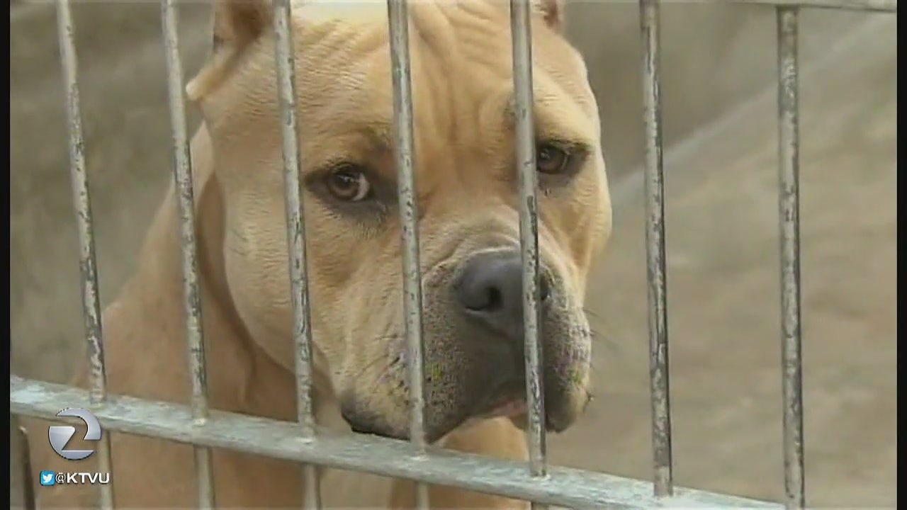 Delta Airlines faces backlash over pit bull ban | KTVU FOX 2 Delta Airlines faces backlash over pit bull ban | KTVU FOX 2