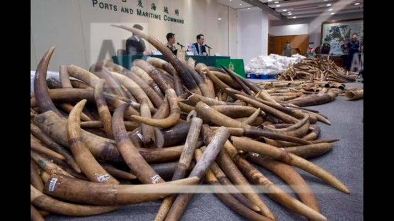 Hong Kong seizes $9M worth of ivory in Malaysia shipment | KTVU FOX 2