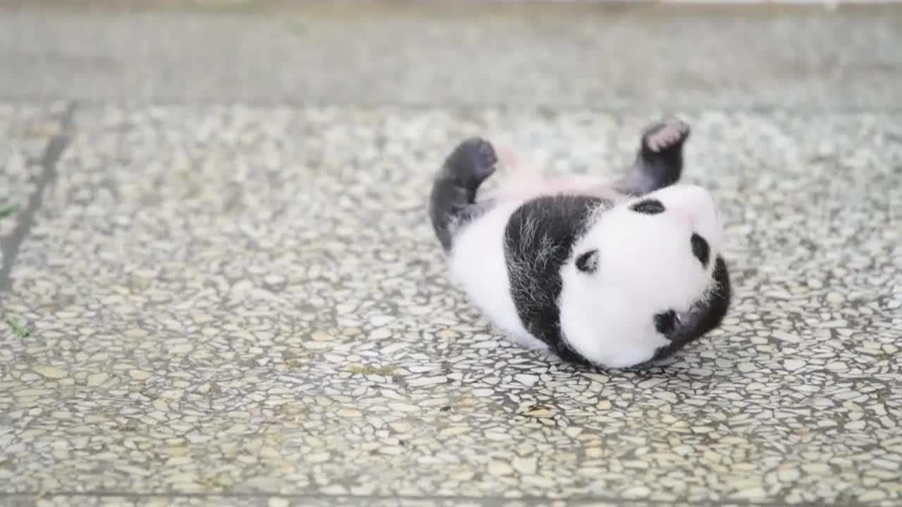 Aww: Baby panda adorably fails to roll over | KTVU FOX 2