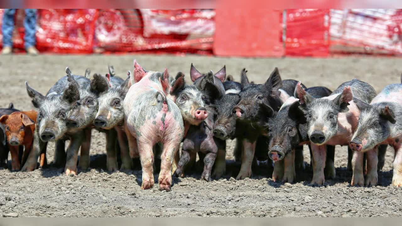 Piglets out, watermelons in at Sonoma County Fair | KTVU FOX 2