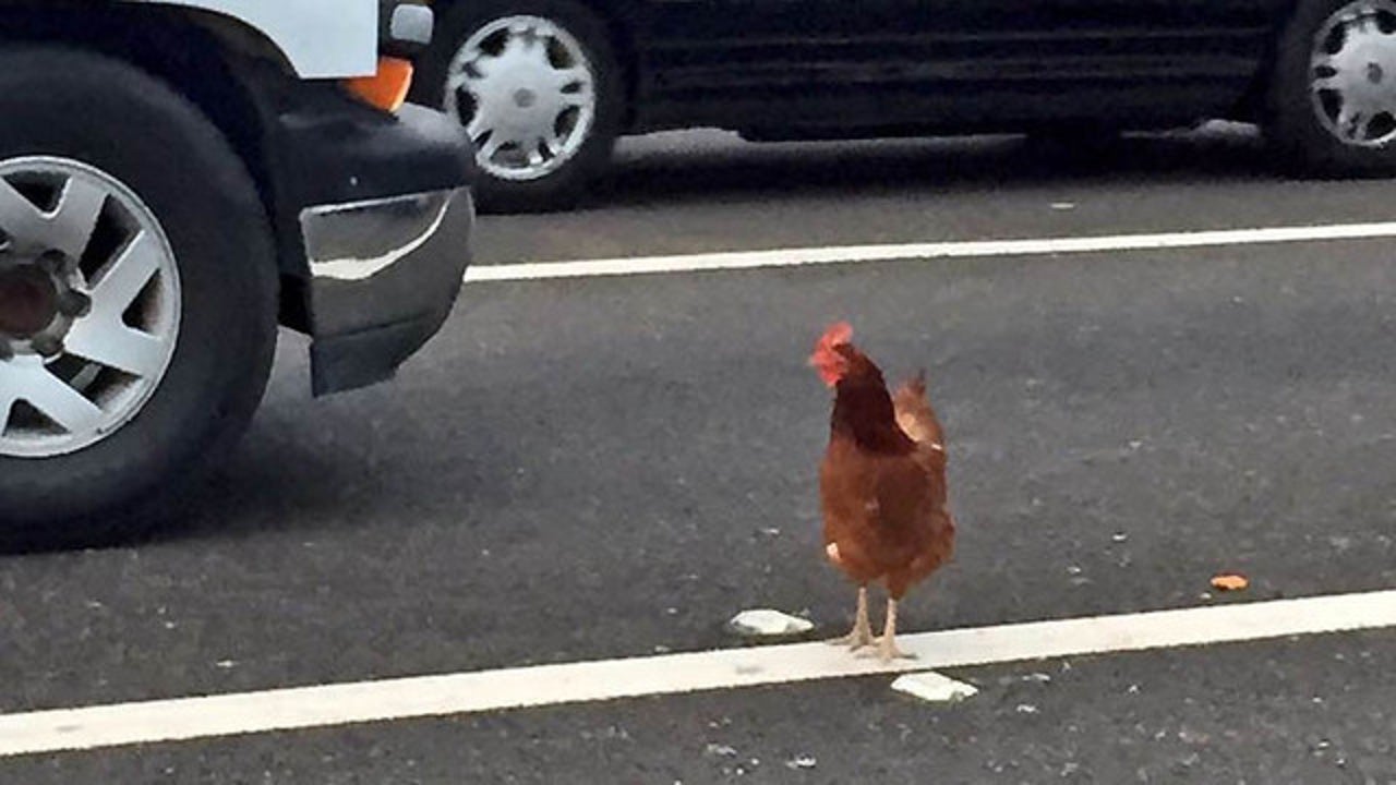 Custody fight erupts over Bay Bridge chicken