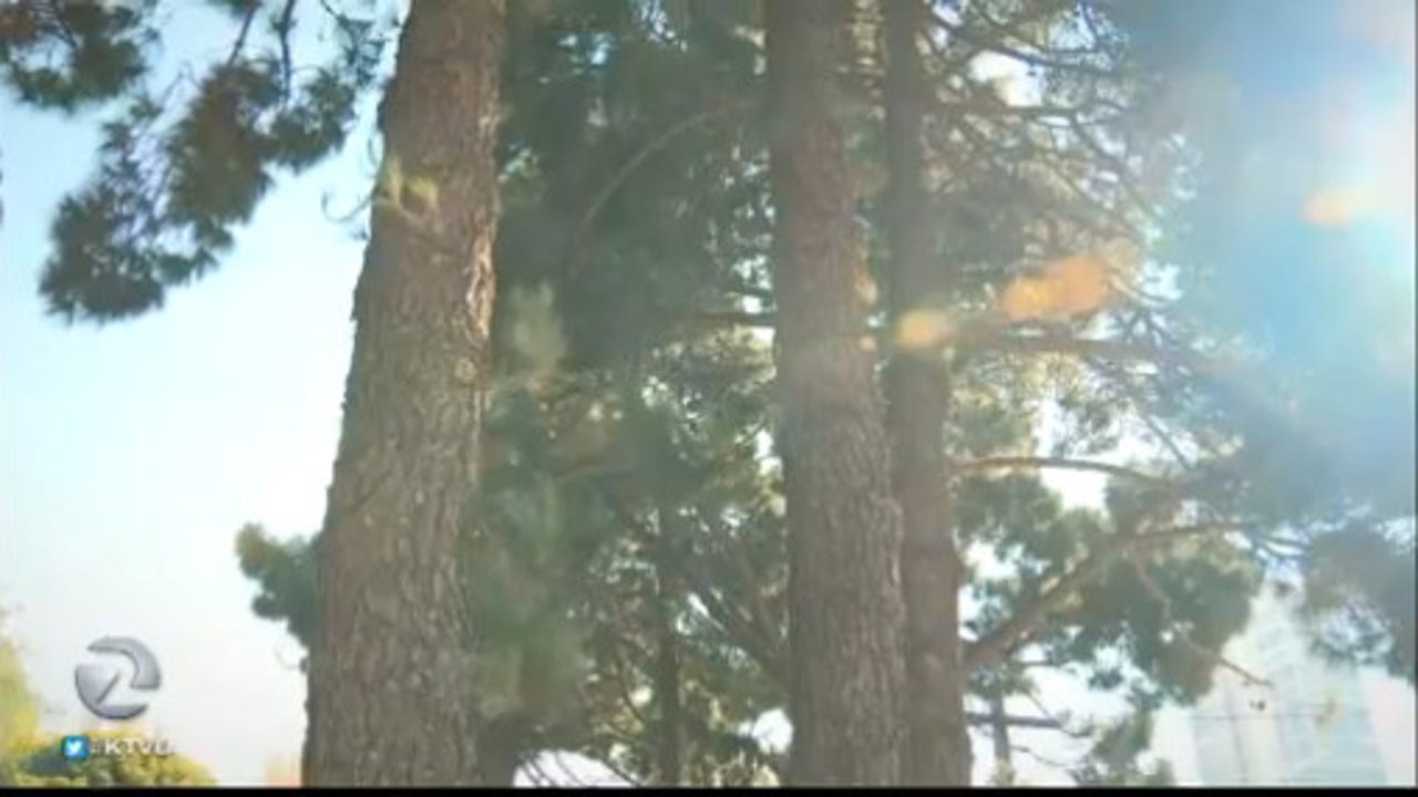 Woman paralyzed by falling tree branch files claim against San ...