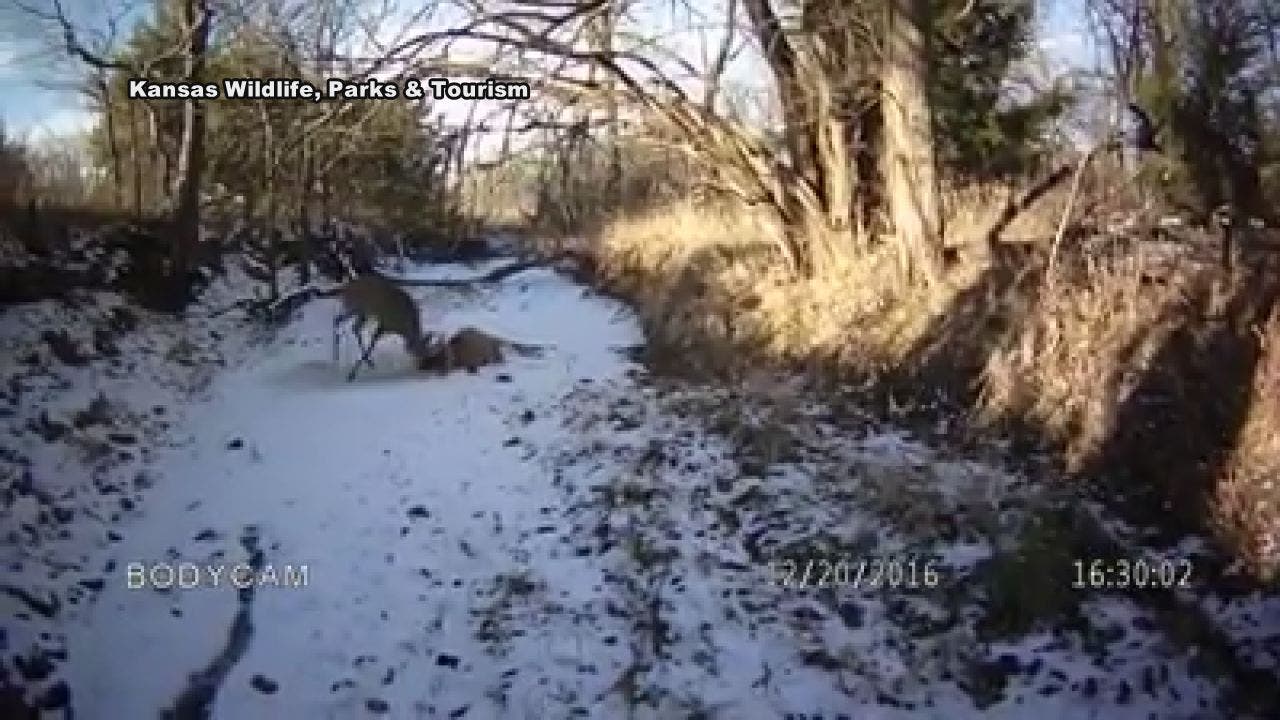 Game warden saves two bucks locked together by antlers | KTVU FOX 2