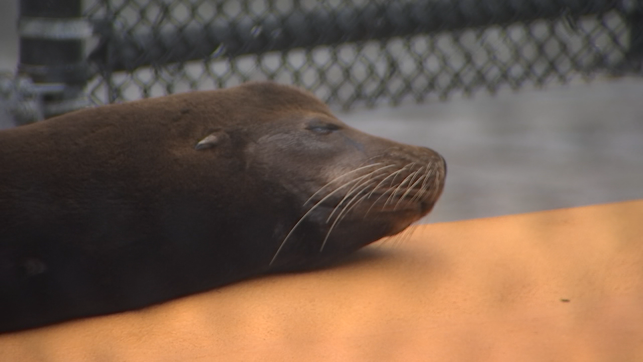Potentially deadly infection hits California sea lions | KTVU FOX 2
