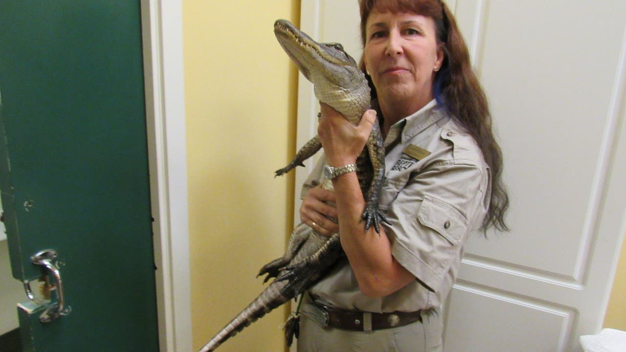 Petaluma Animal Services respond to alligator in neighborhood