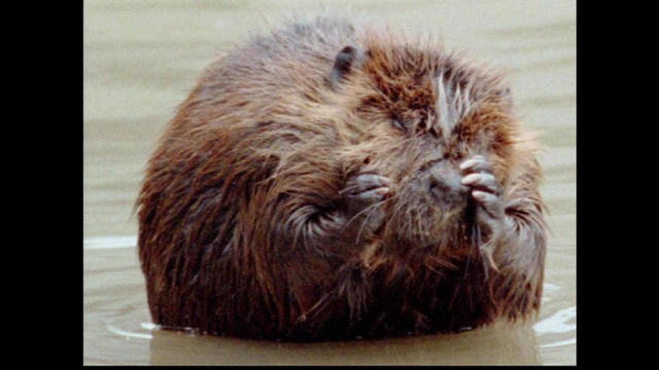 40-lb. beaver found near Benicia elementary school recovering at ...