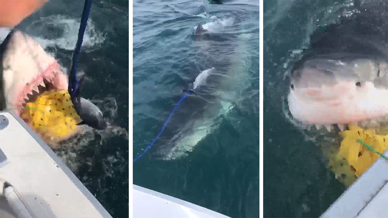New Jersey fishermen have close encounter with great white shark New Jersey fishermen have close encounter with great white shark