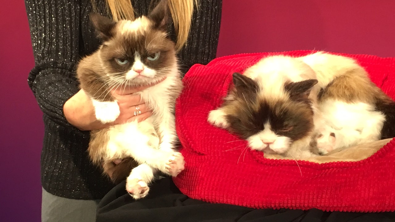 'Grumpy Cat' meets likeness at Madame Tussauds