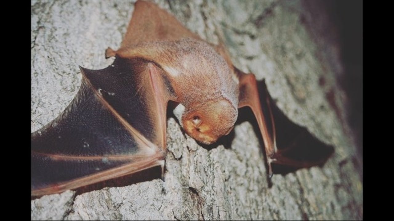 Rabid bat found at a Palo Alto park