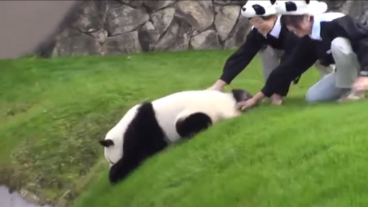 Clumsy panda and his human caretakers dressed like pandas | KTVU FOX 2