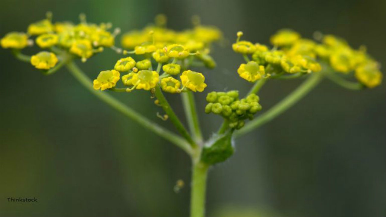 Wild plant with toxic sap that 'eats away at your skin' is spreading