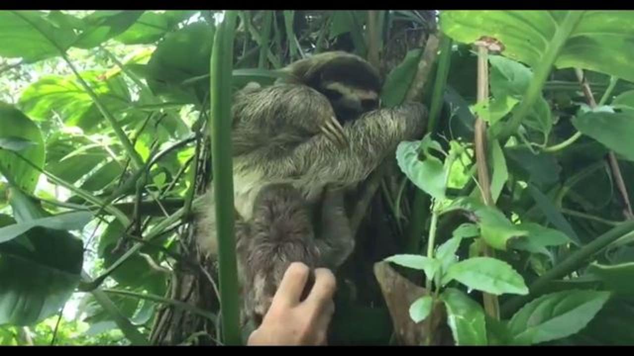 Rescuers reunite baby sloth with mother by using distress cries Rescuers reunite baby sloth with mother by using distress cries