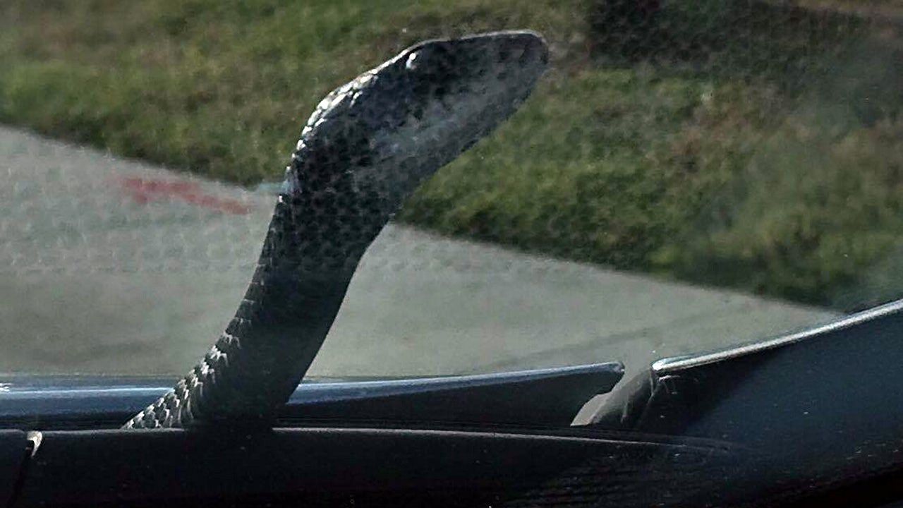 WATCH: 6-foot snake pops out of car's hood