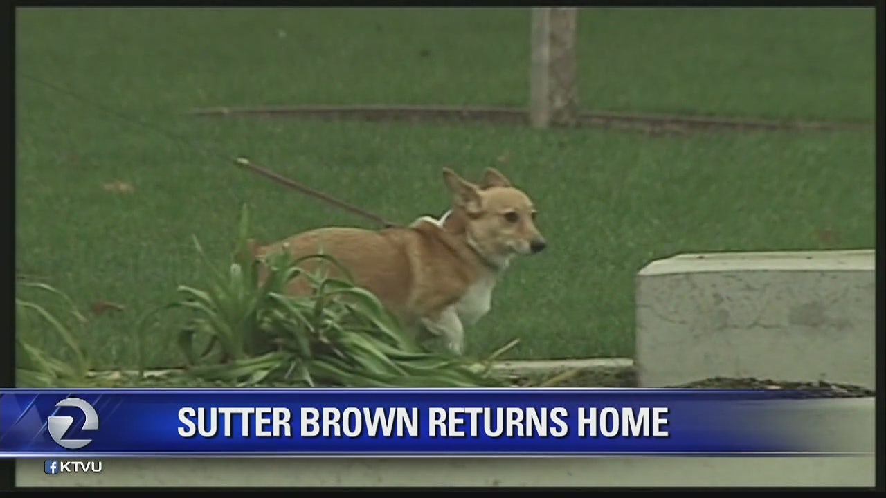 California's 'first dog' Sutter back home after emergency surgery ...