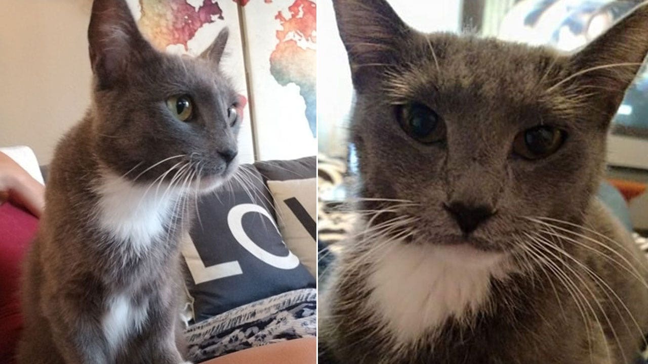 Cat named Meow reunited with owner 3 years after she went missing ...