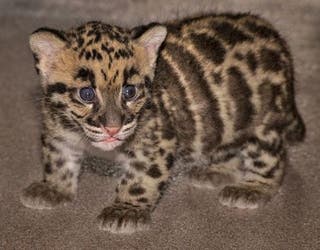 sunda clouded leopard cubs