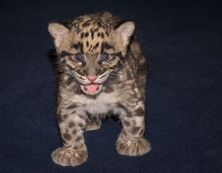 sunda clouded leopard cubs