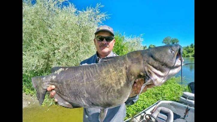 Potential world record breaking gigantic catfish caught in Clear Lake ...