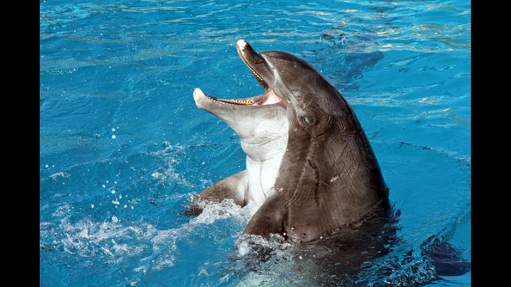 Famous dolphin Semo dies at Six Flags Discovery Kingdom | KTVU FOX 2