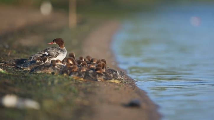76 ducklings follow mother duck at Minnesota lake | KTVU FOX 2