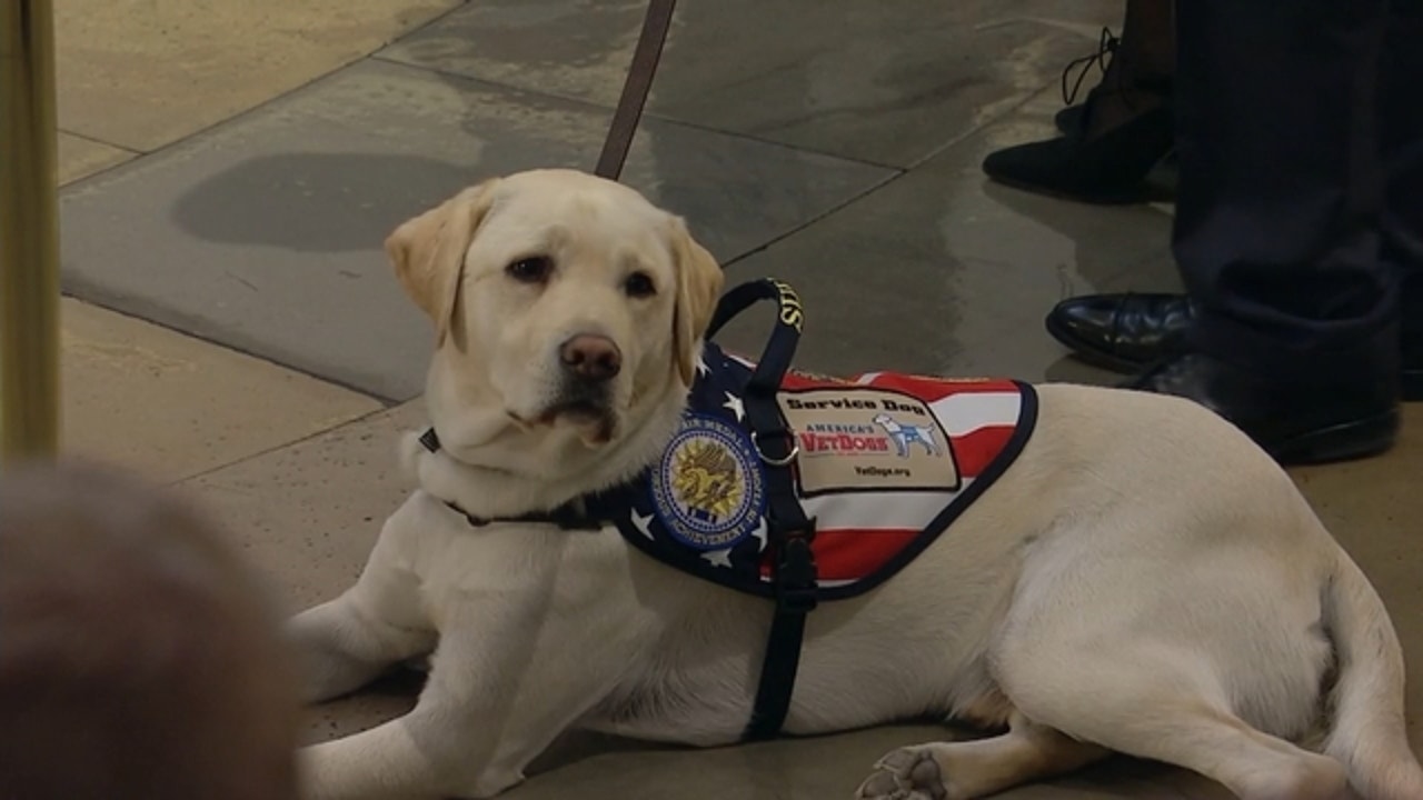 George H.W. Bush's service dog Sully receives Public Service Award ...
