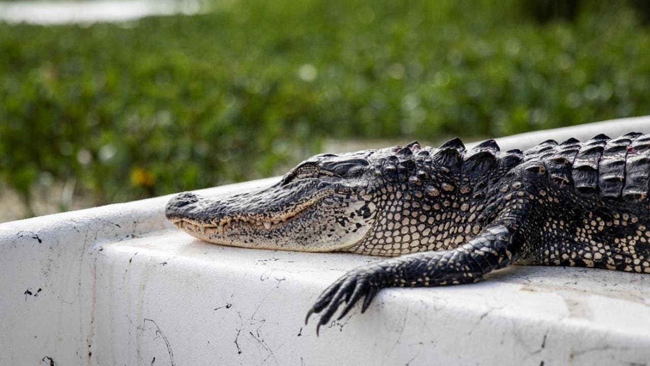 Judge blocks California’s alligator ban after Louisiana sues | KTVU FOX 2 Judge blocks California’s alligator ban after Louisiana sues | KTVU FOX 2