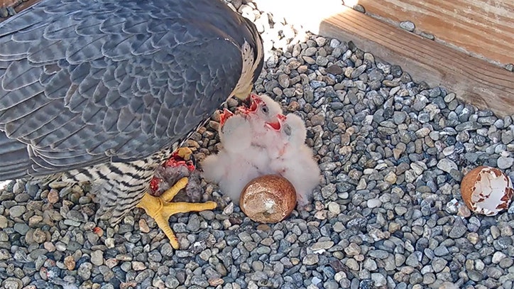 Three peregrine falcons hatch atop UC Berkeley Campanile | KTVU FOX 2