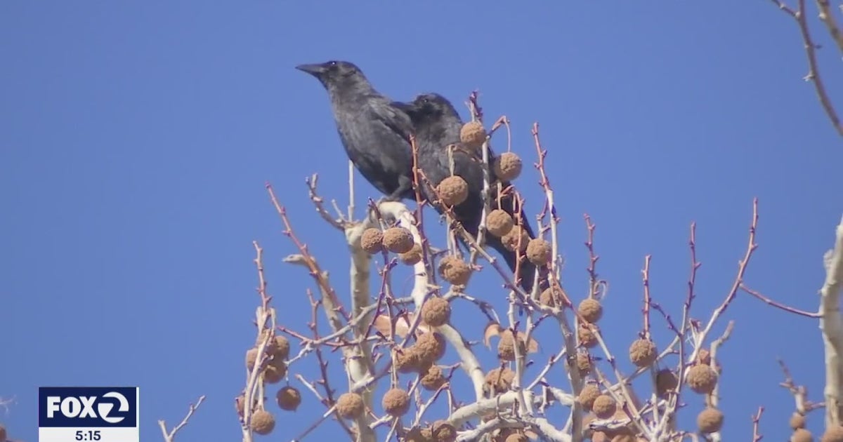 South Bay city turns to lasers to scare off pesky crows | KTVU FOX 2