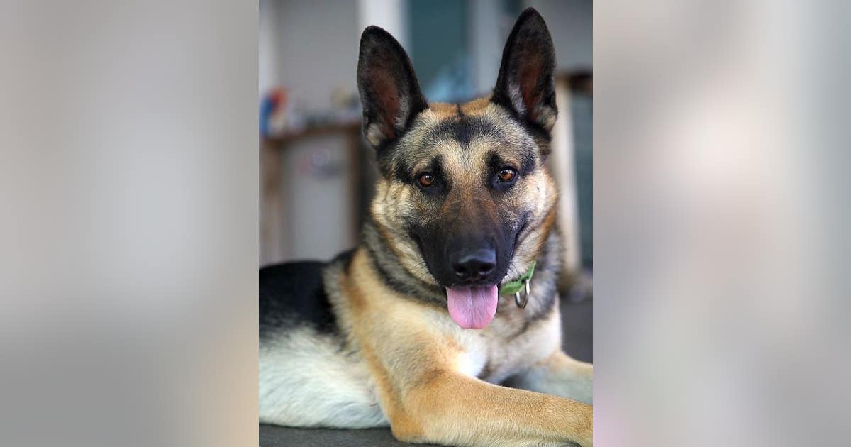 Dognapper snatches service dog in San Francisco | KTVU FOX 2