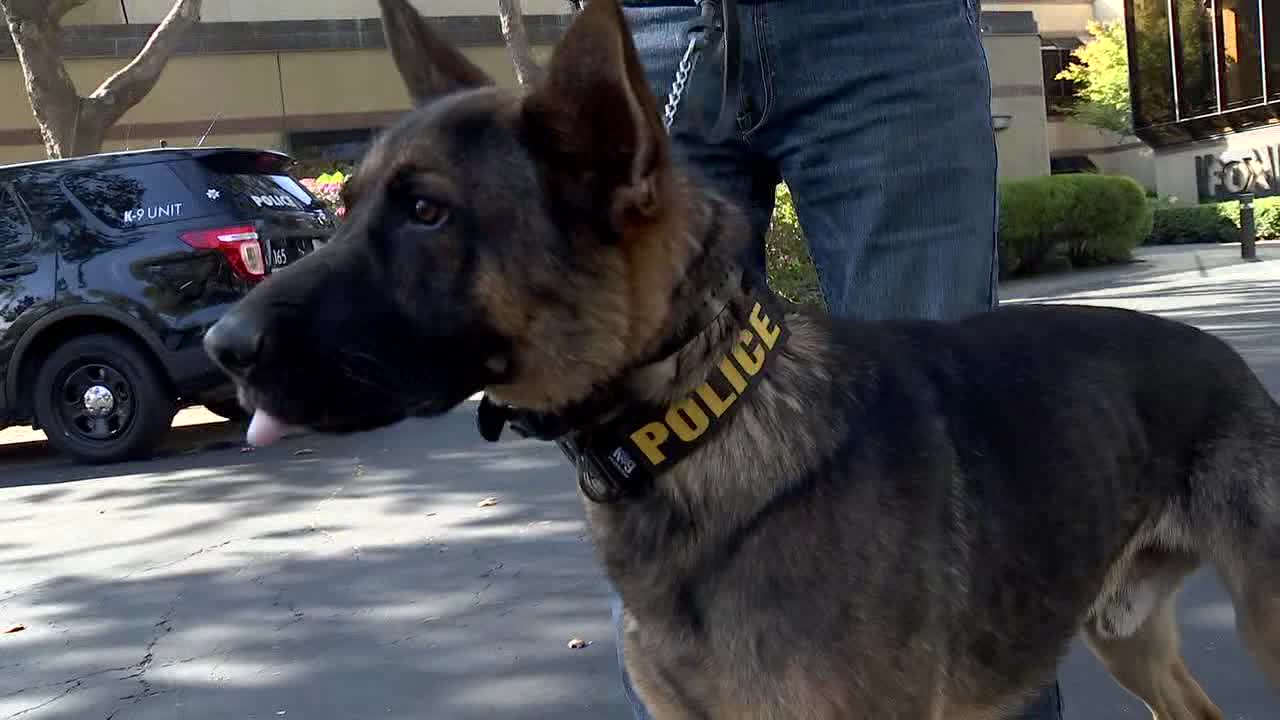 Police deploy K9 on suspect in American Canyon, dog bites bystander ...