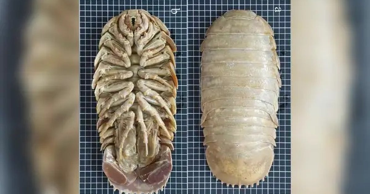 Recently discovered 'sea bugs' can grow up to 1.5 feet, eat entire ...