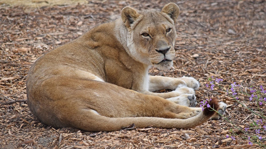 20-year-old lion dies at San Francisco Zoo | KTVU FOX 2 20-year-old lion dies at San Francisco Zoo | KTVU FOX 2