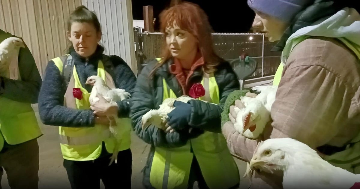 Animal rights activist convicted for stealing four chickens, faces five ...