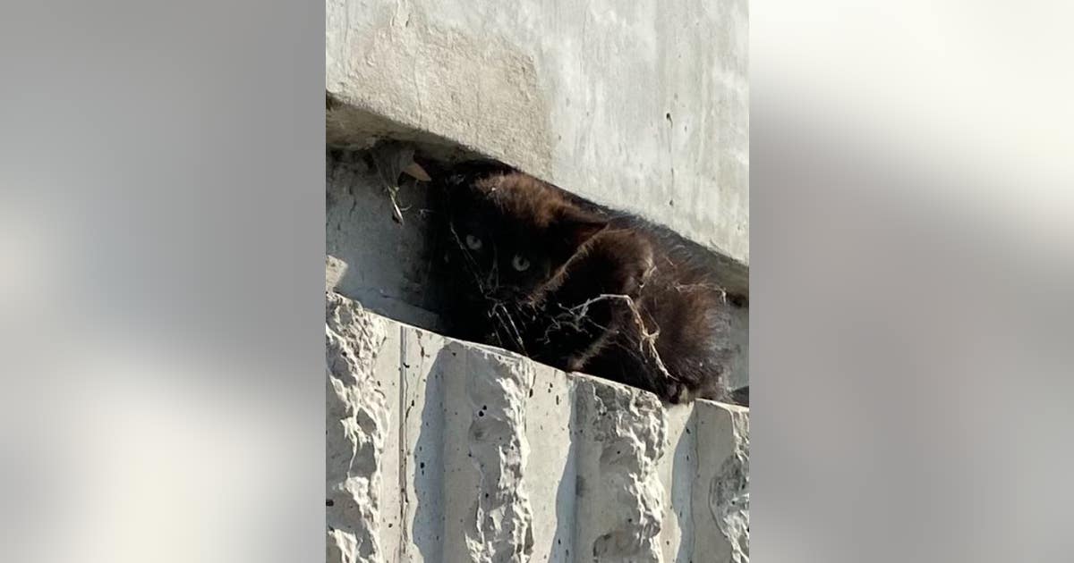 CHP officer saves kitten on I-580 in Livermore | KTVU FOX 2