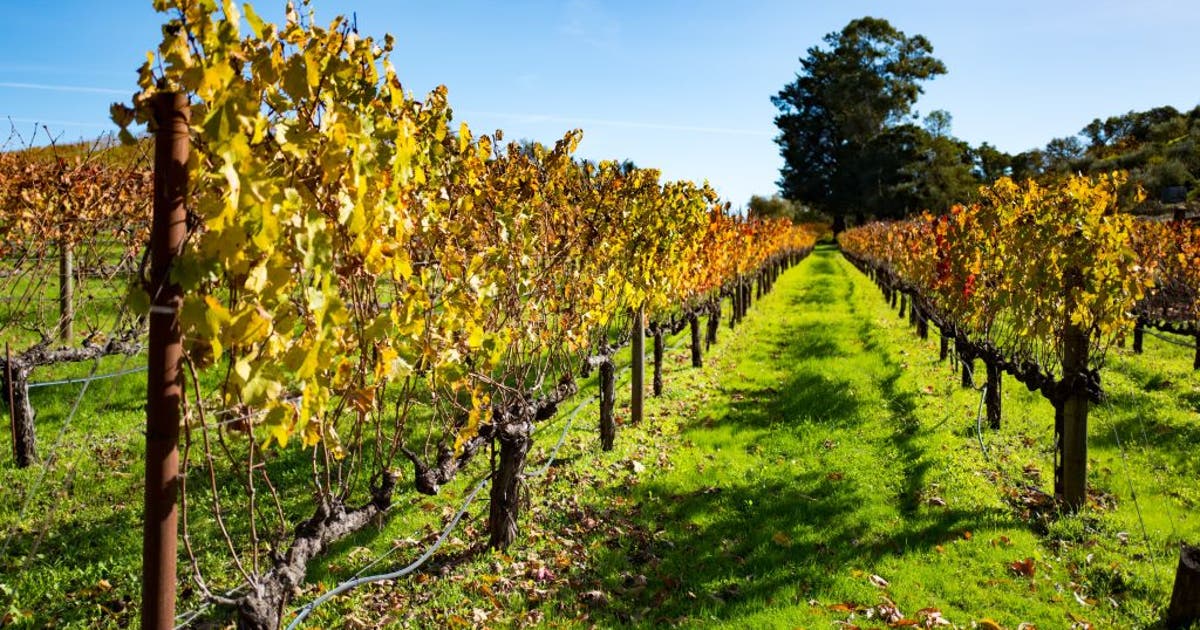 Wine Country warned about harmful grapevine pest found on Costco plants ...