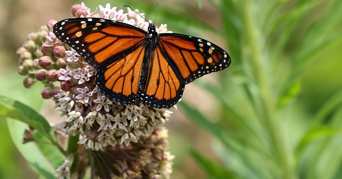 Californians asked to track monarch sightings | KTVU FOX 2