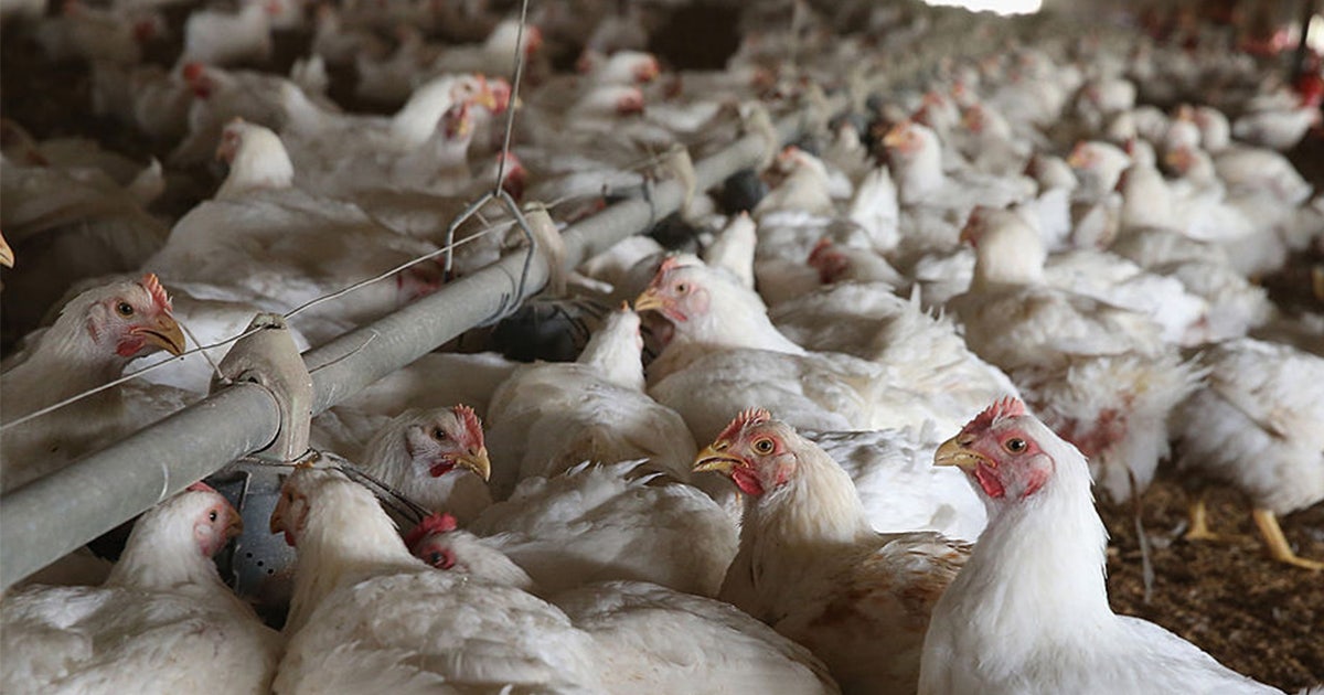 San Francisco records first presumptive case of bird flu in child ...