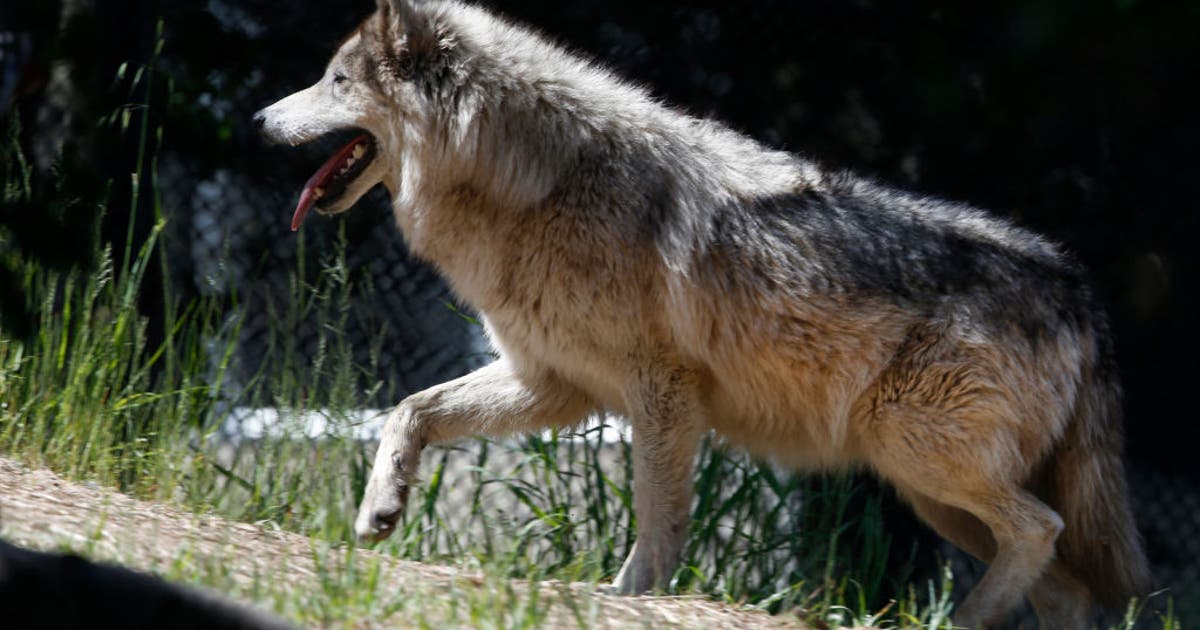 Gray wolves making historic comeback in California | KTVU FOX 2