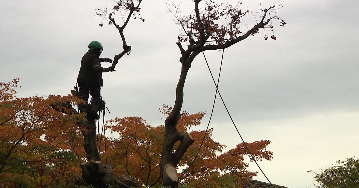 Arborists busy clearing out toppled limbs, dead trees in aftermath of ...