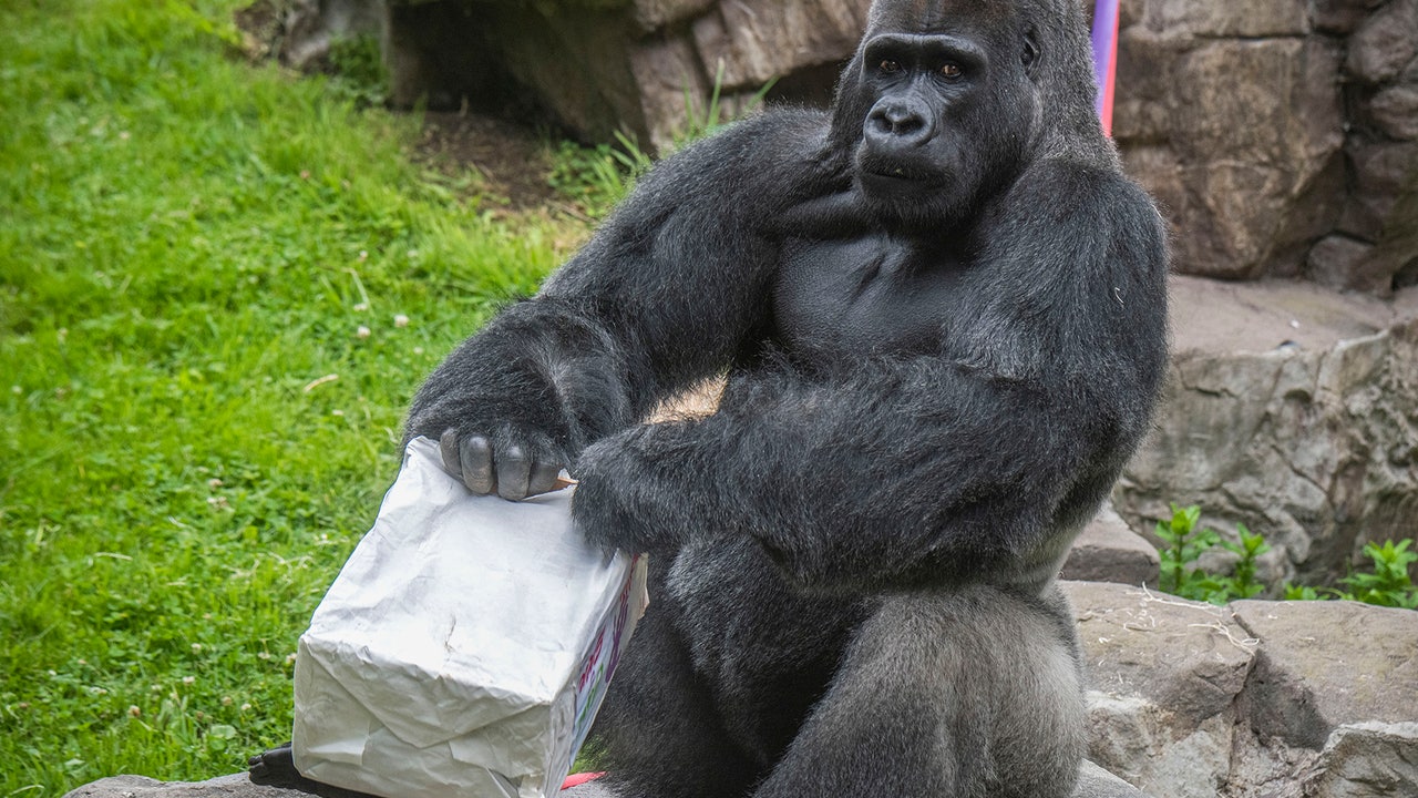 Endangered gorilla dies at San Francisco Zoo at age 43 | FOX 7 Austin