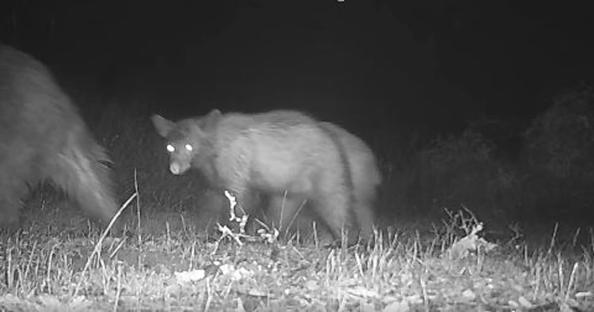 'First ever images' of black bear cubs captured in this Bay Area park ...