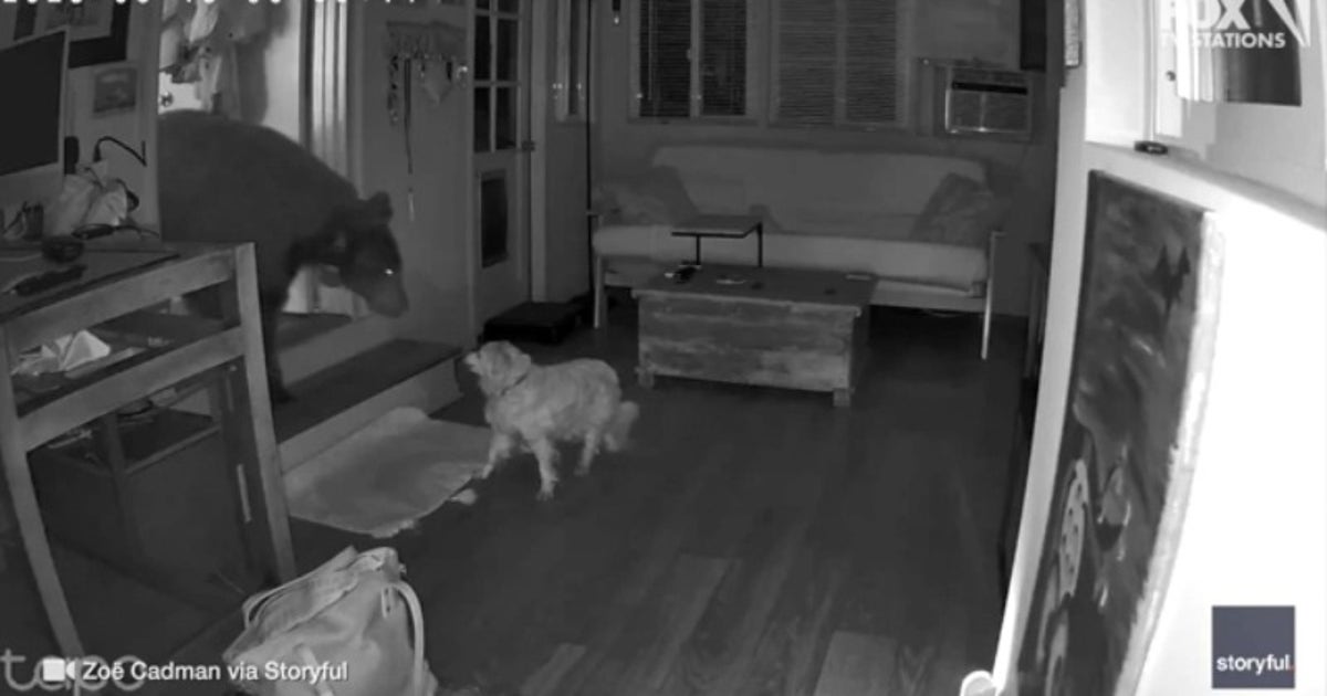 Dog comes face-to-face with bear inside California home | KTVU FOX 2