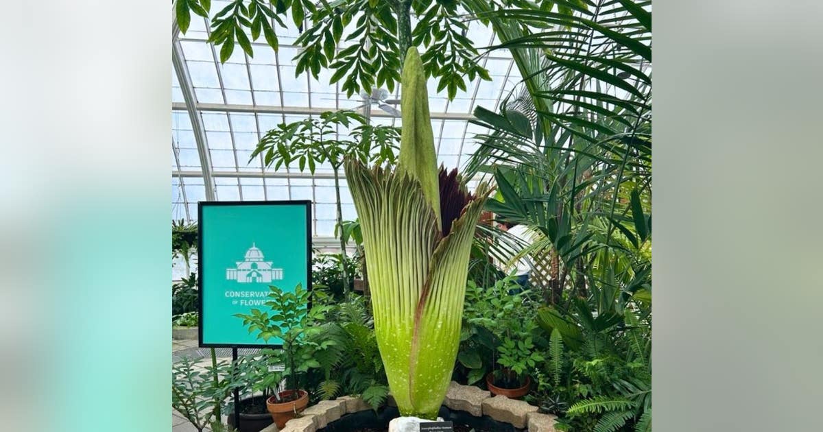 Stinky corpse flower in San Francisco is now in bloom | KTVU FOX 2